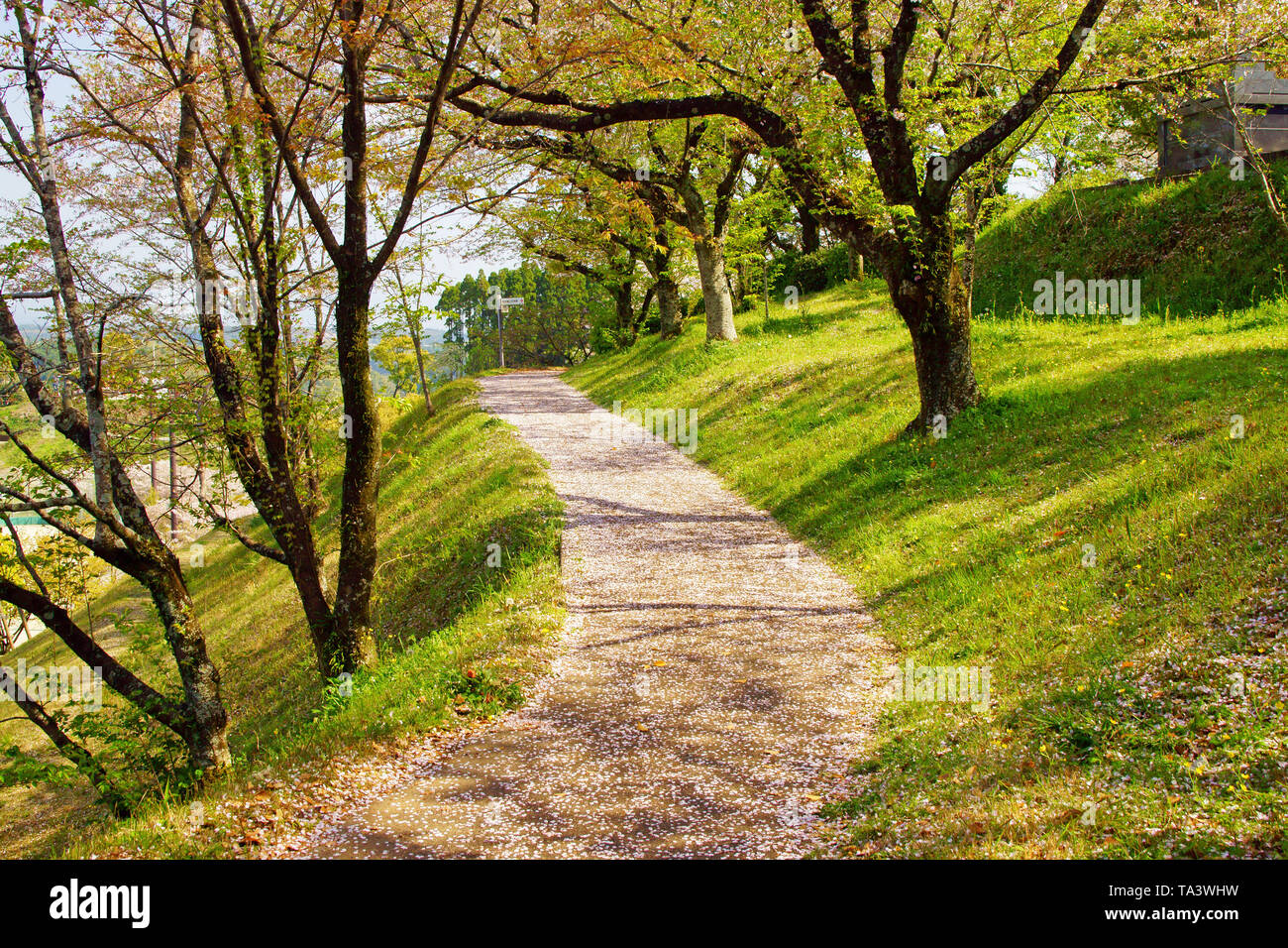 Fallen cherry blossom petals Stock Photo - Alamy
