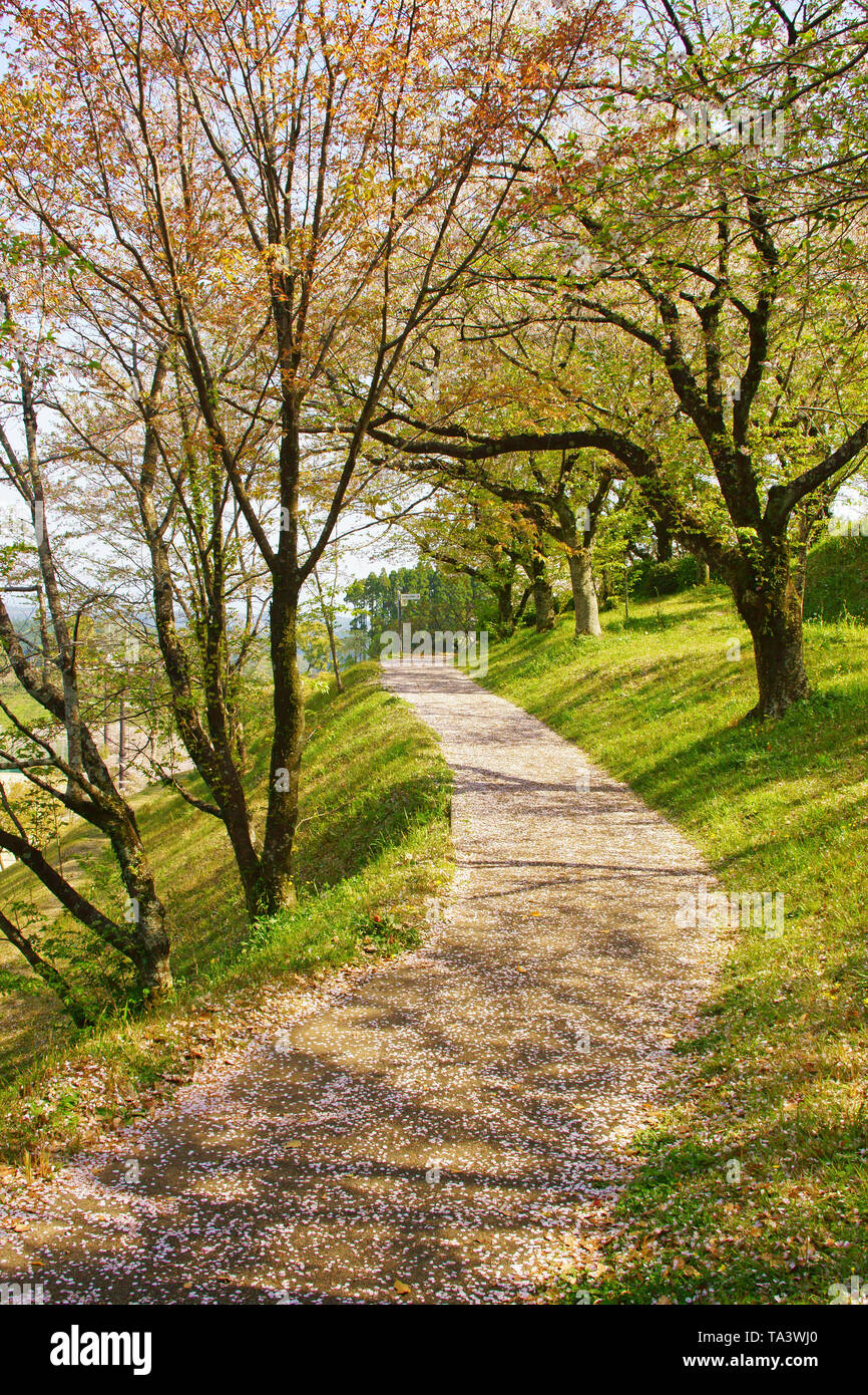 Fallen cherry blossom petals Stock Photo - Alamy