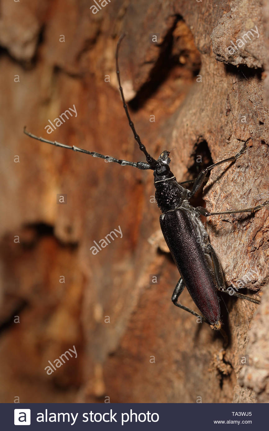Great Capricorn Beetle High Resolution Stock Photography and Images - Alamy