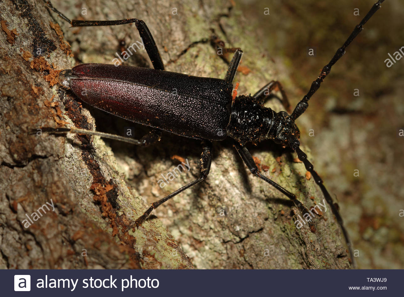 Capricorn Beetle High Resolution Stock Photography and Images - Alamy