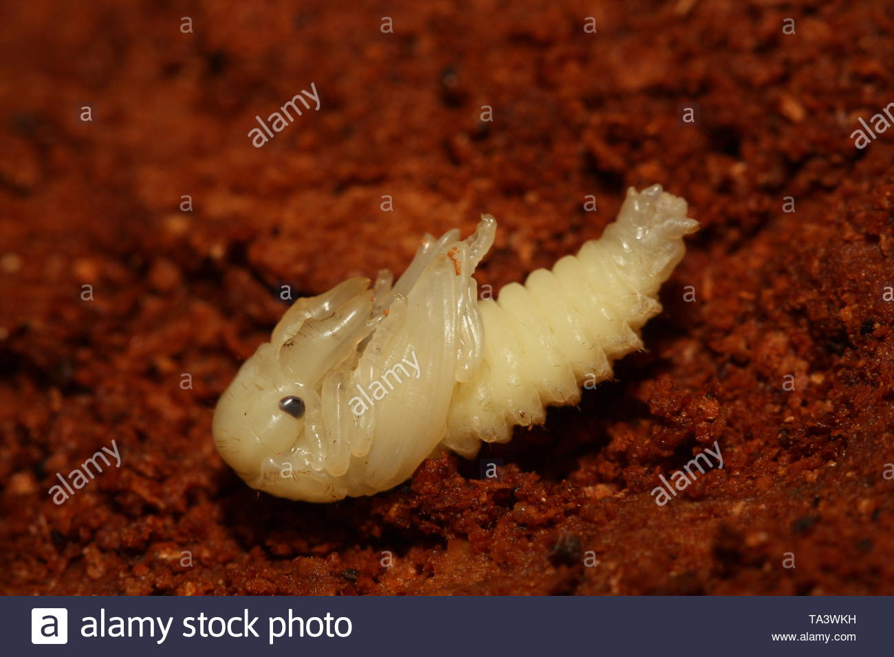 Wood Borer High Resolution Stock Photography and Images - Alamy