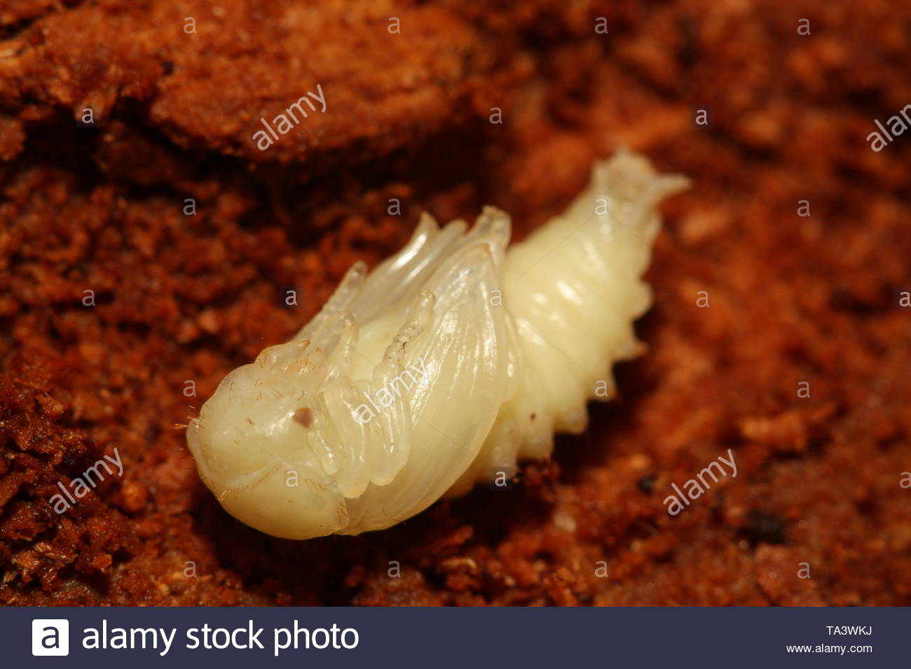 Pupa Beetle High Resolution Stock Photography and Images - Alamy