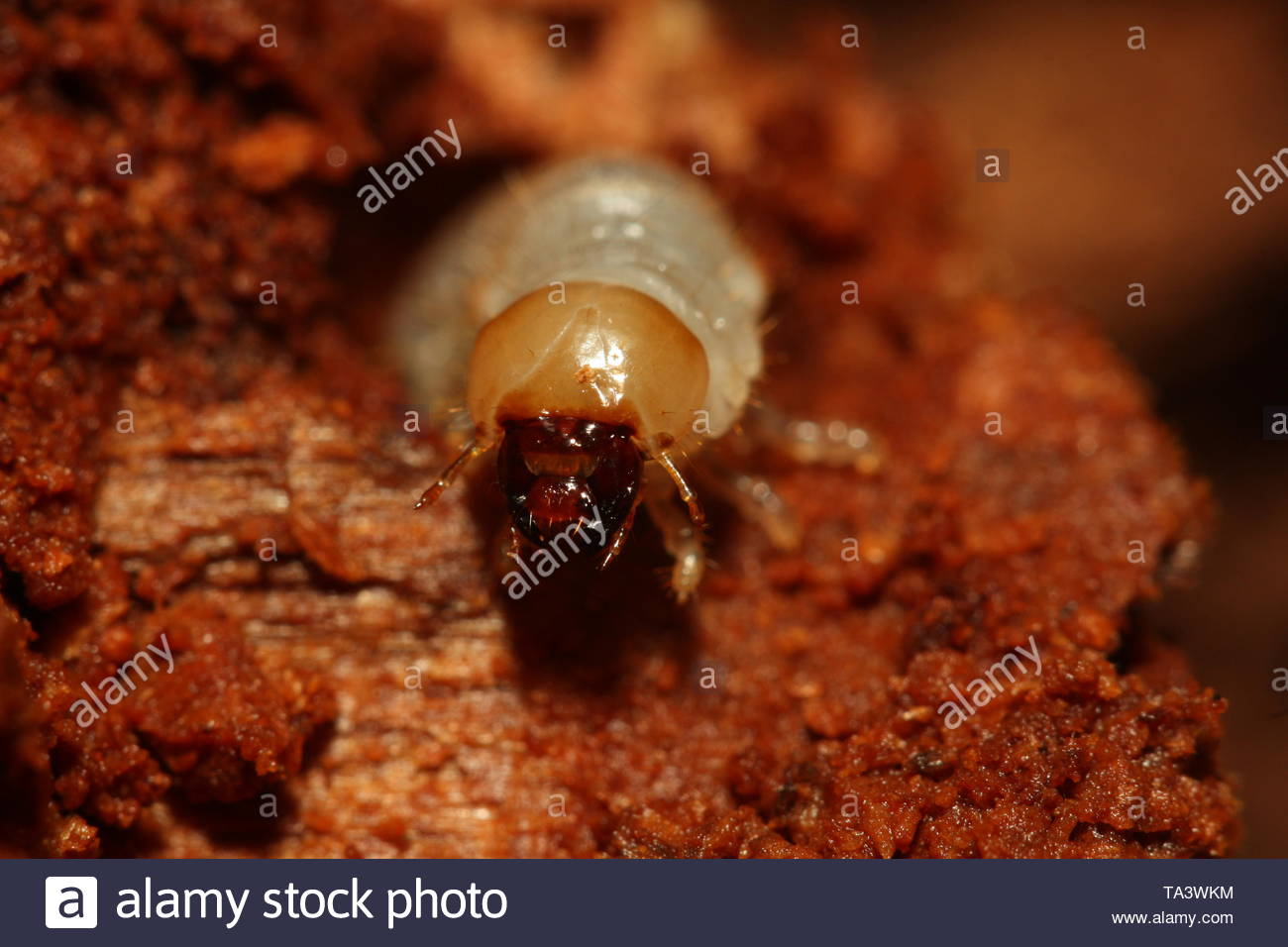 Beetle Larva Wood High Resolution Stock Photography and Images - Alamy
