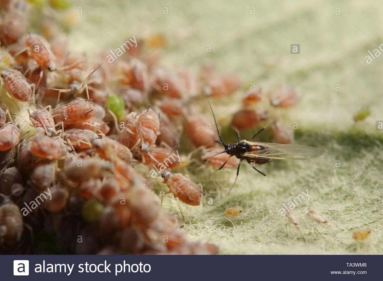 Common Pests High Resolution Stock Photography and Images - Alamy