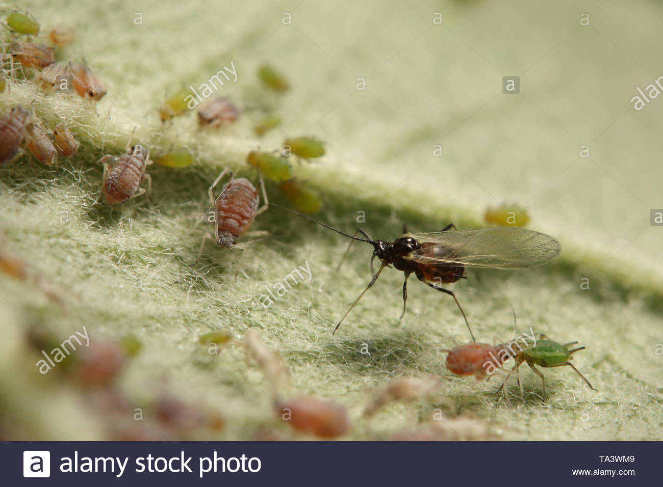 Common Pests High Resolution Stock Photography and Images - Alamy