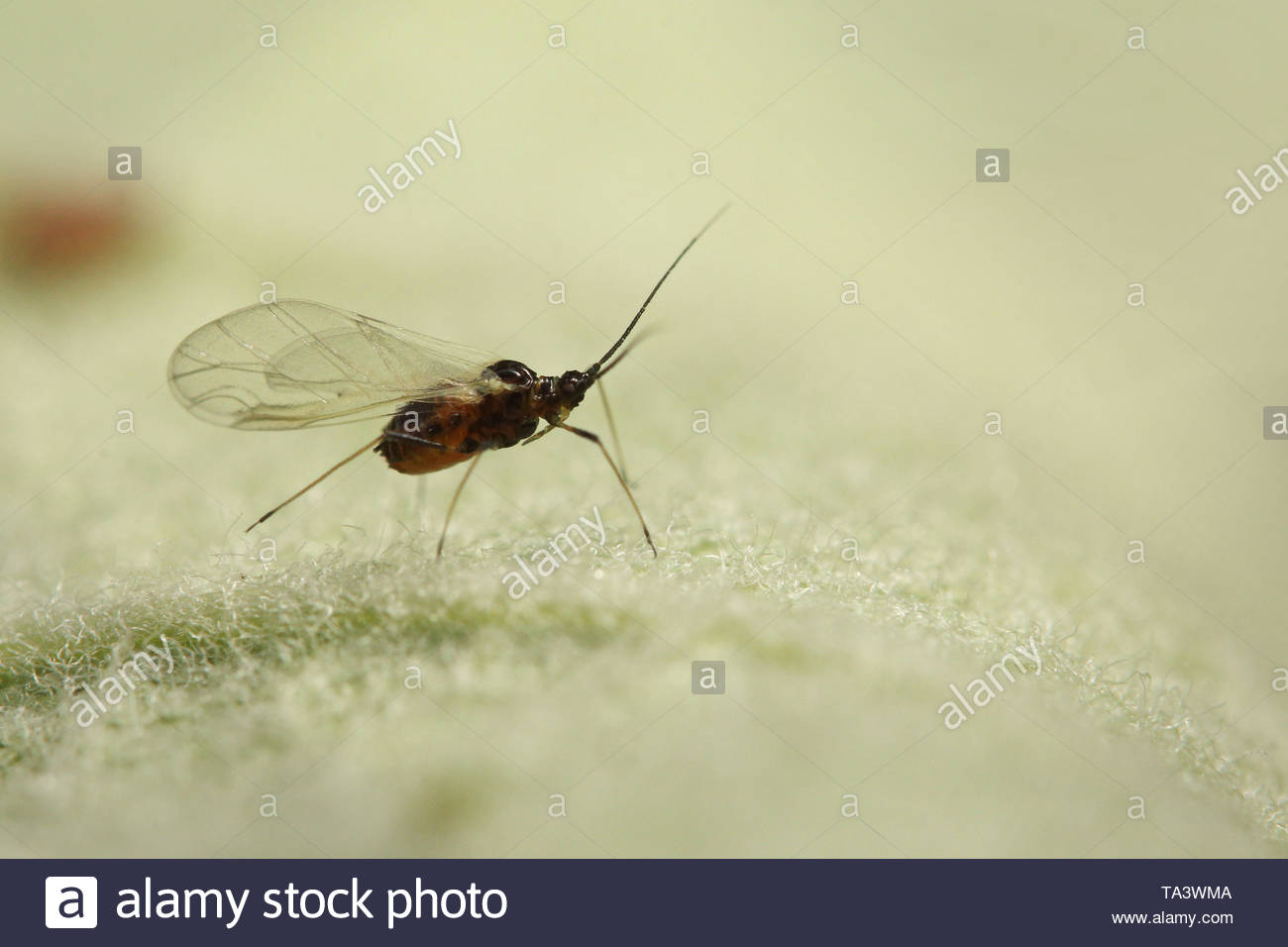 Orchard Pest High Resolution Stock Photography and Images - Alamy