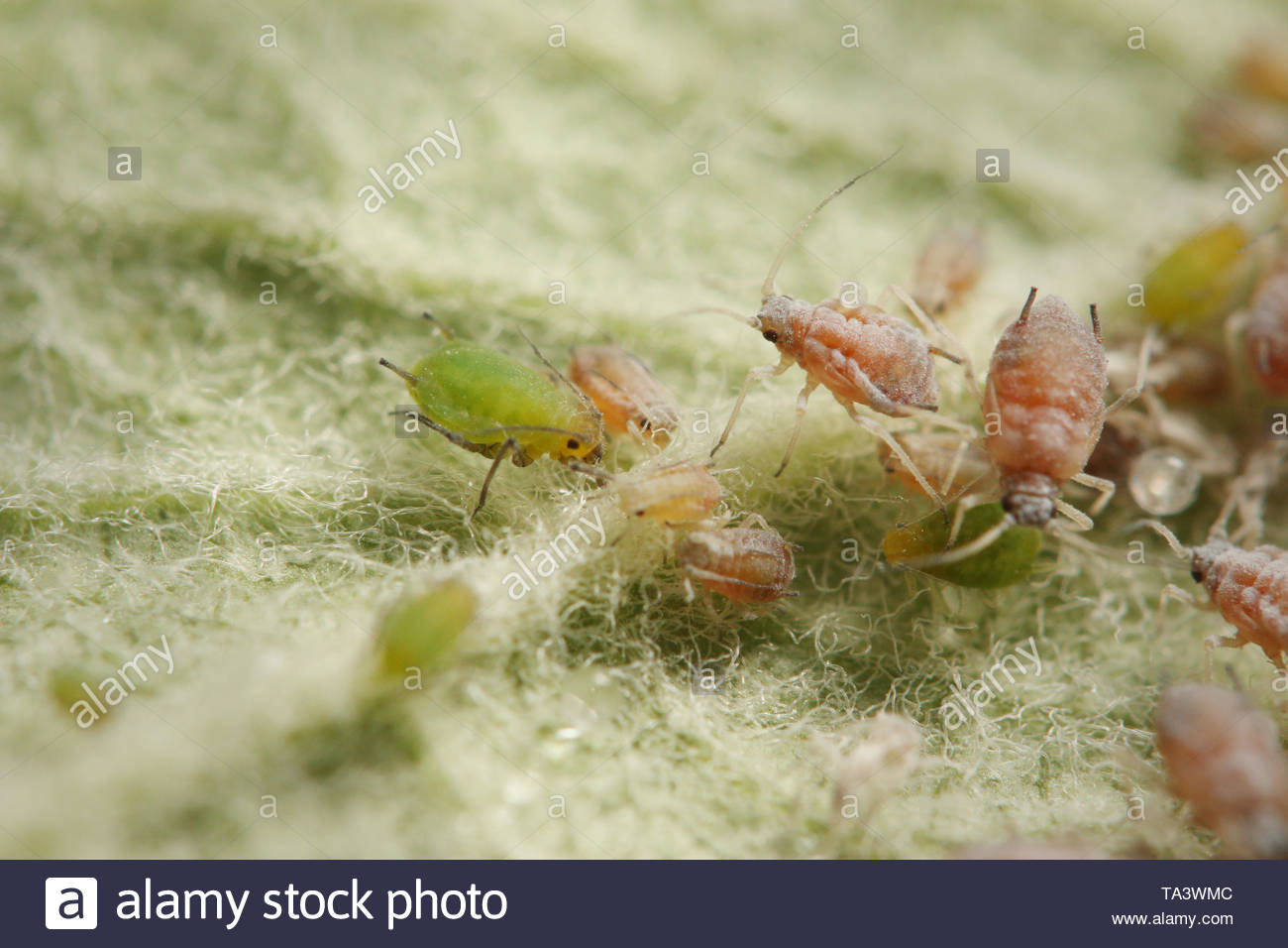 Orchard Pest High Resolution Stock Photography and Images - Alamy