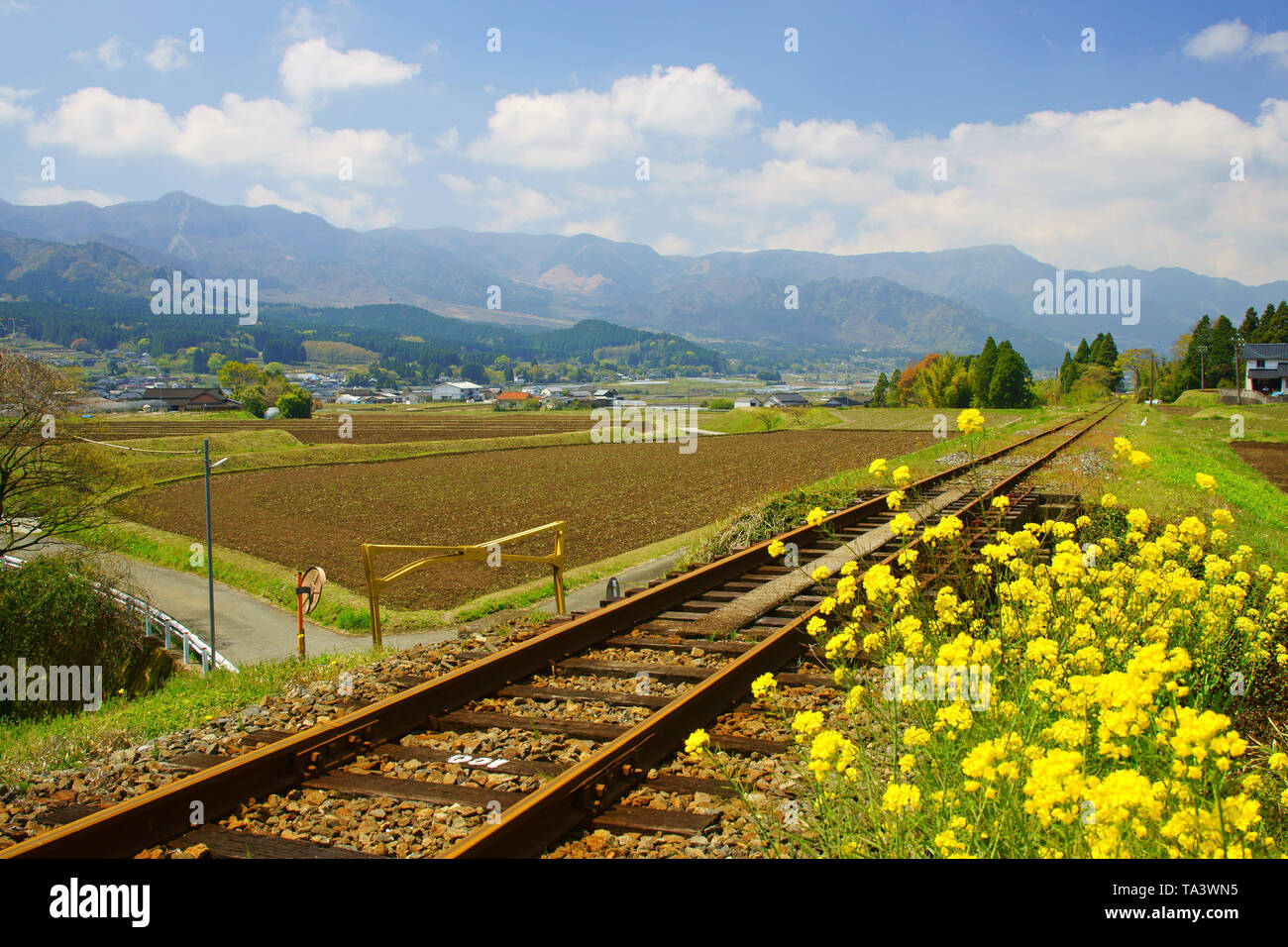 Railway track and canola flowers Stock Photo - Alamy