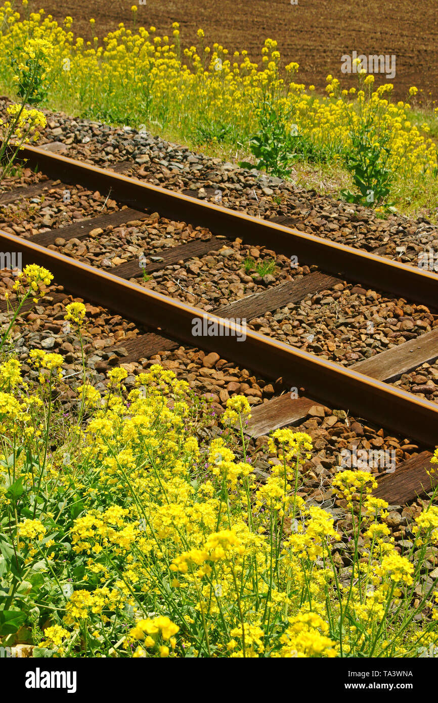 Rapeseed field railway hi-res stock photography and images - Alamy