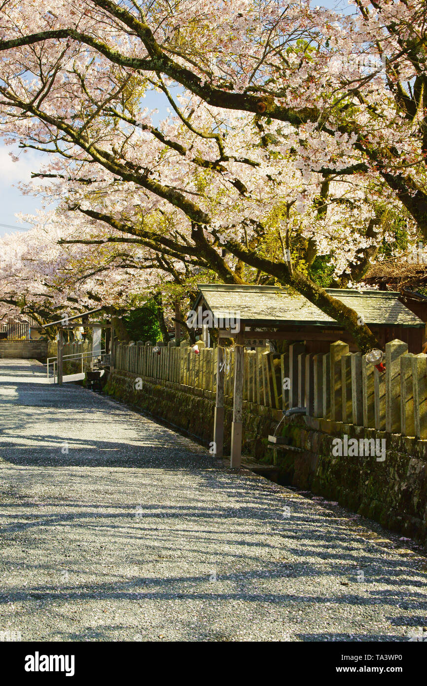 Aso Shrine, Kumamoto Prefecture, Japan Stock Photo - Alamy