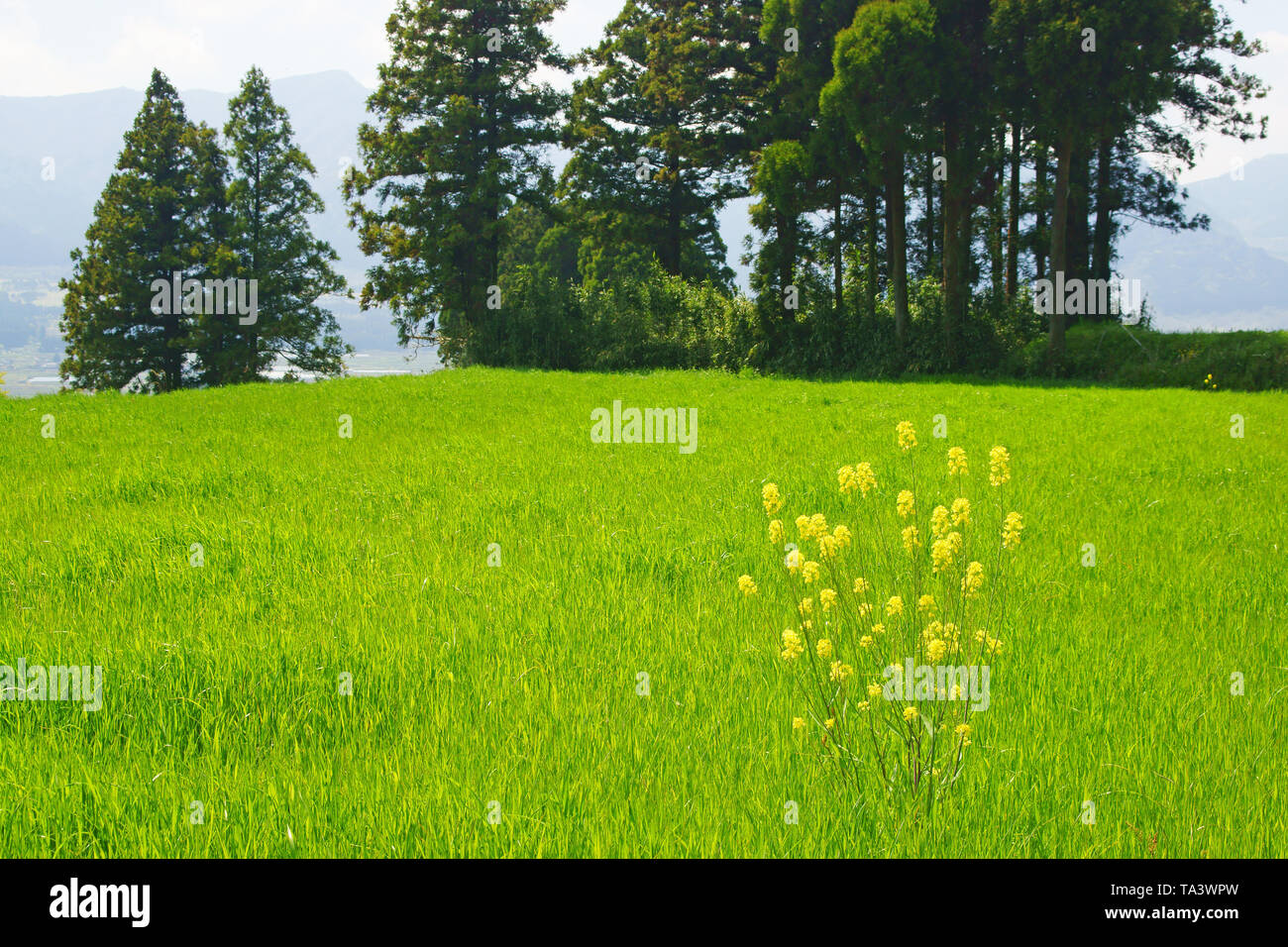 Canola flowers blooming in grass field Stock Photo - Alamy