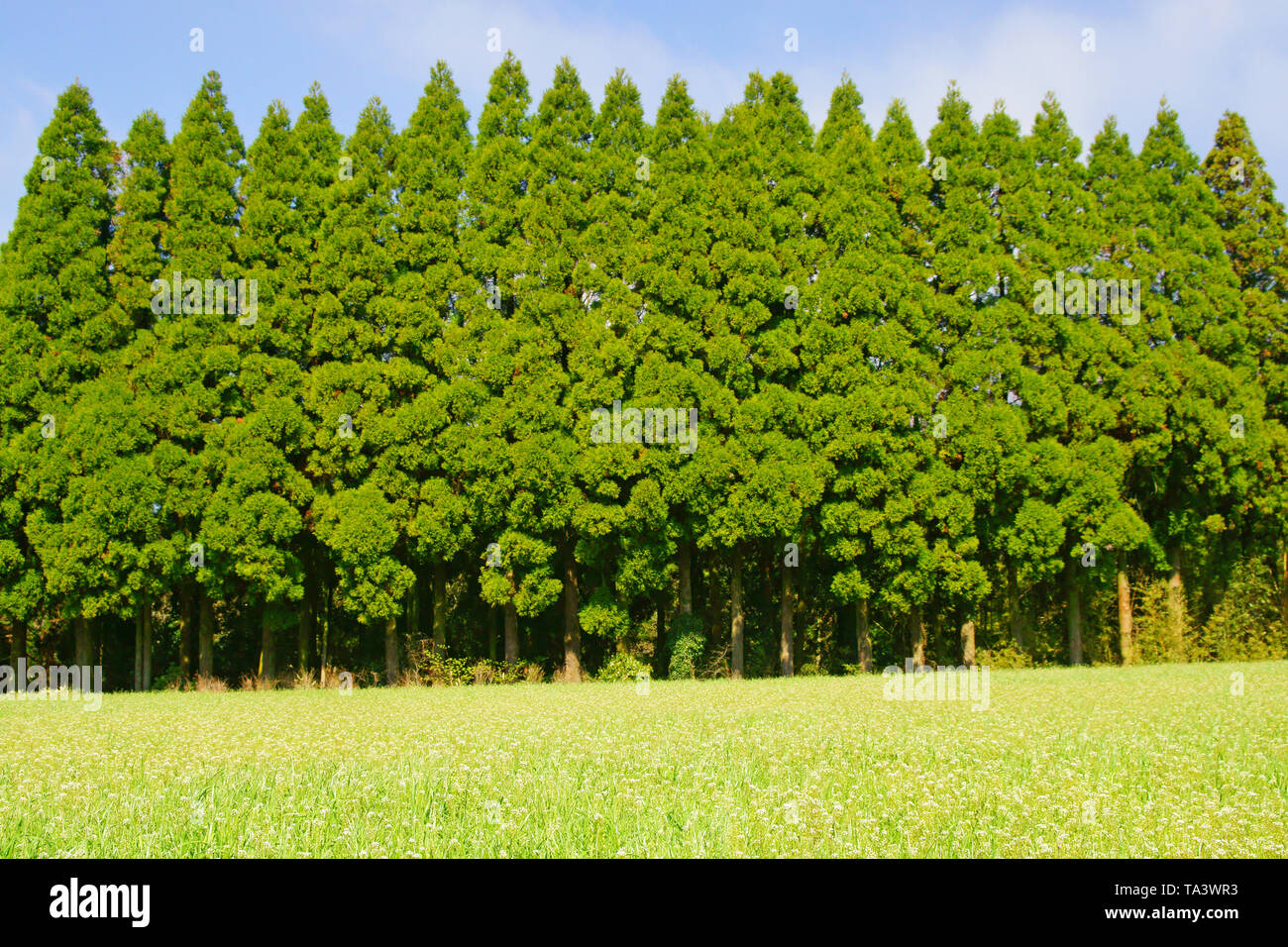 Forestry cultural park hi-res stock photography and images - Alamy