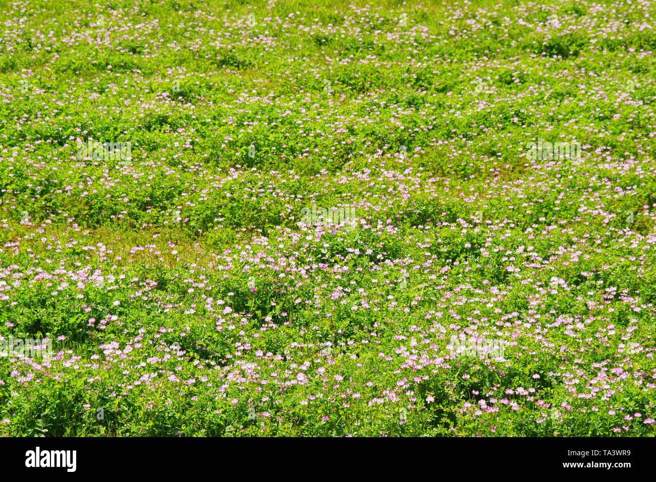 Lotus flower farm hi-res stock photography and images - Alamy