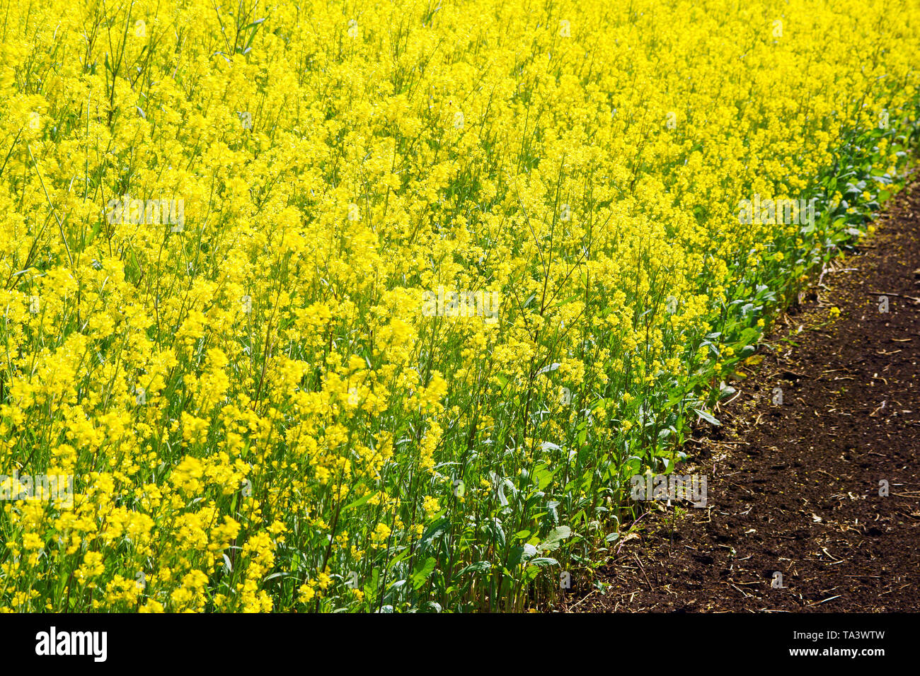 Mustard Flower Field Stock Photo - Alamy