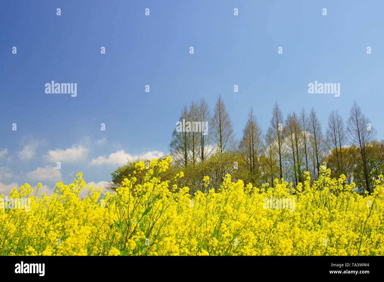 Mustard Flower Field Stock Photo - Alamy