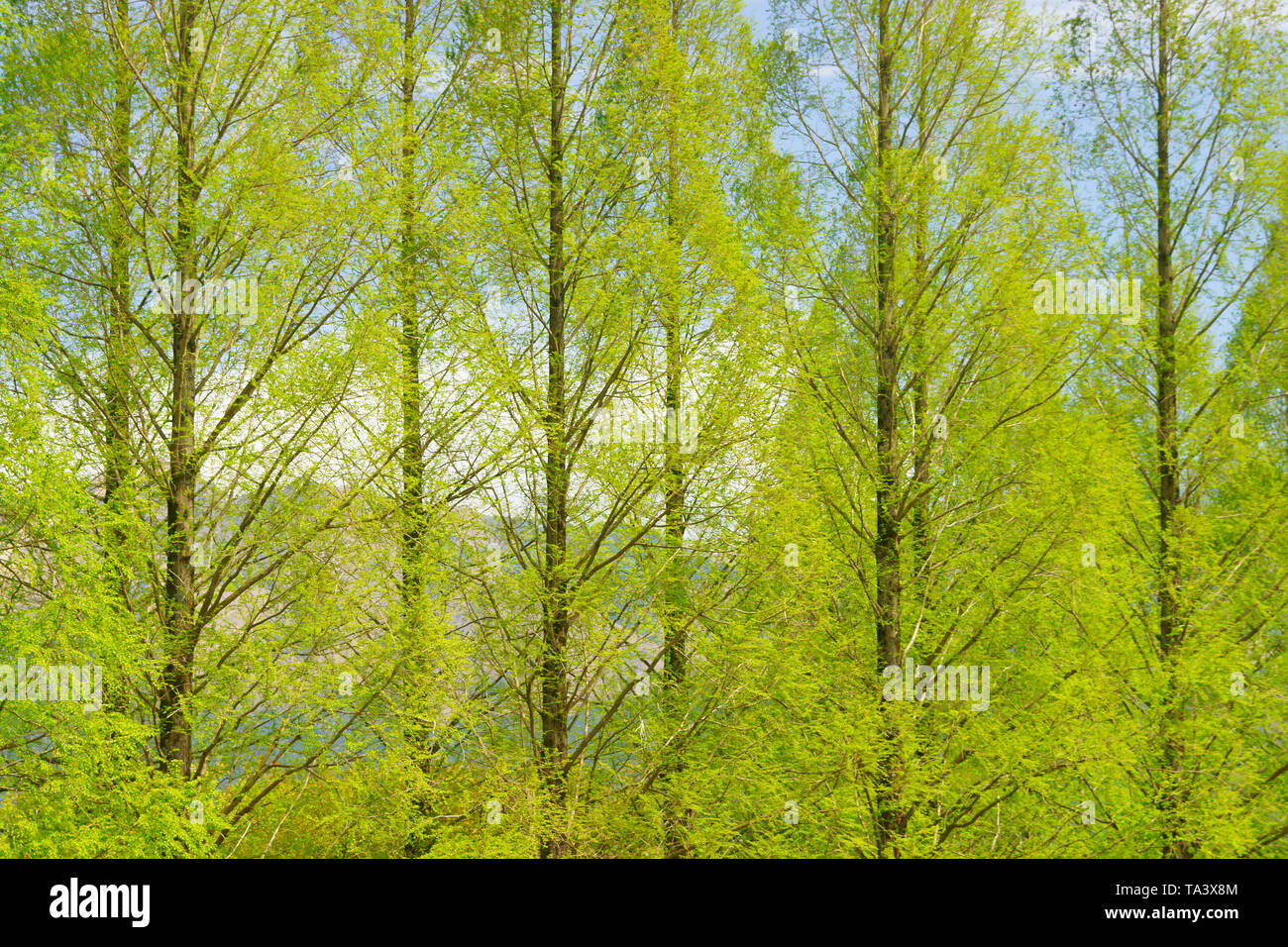 Dawn redwood in fresh green Stock Photo - Alamy