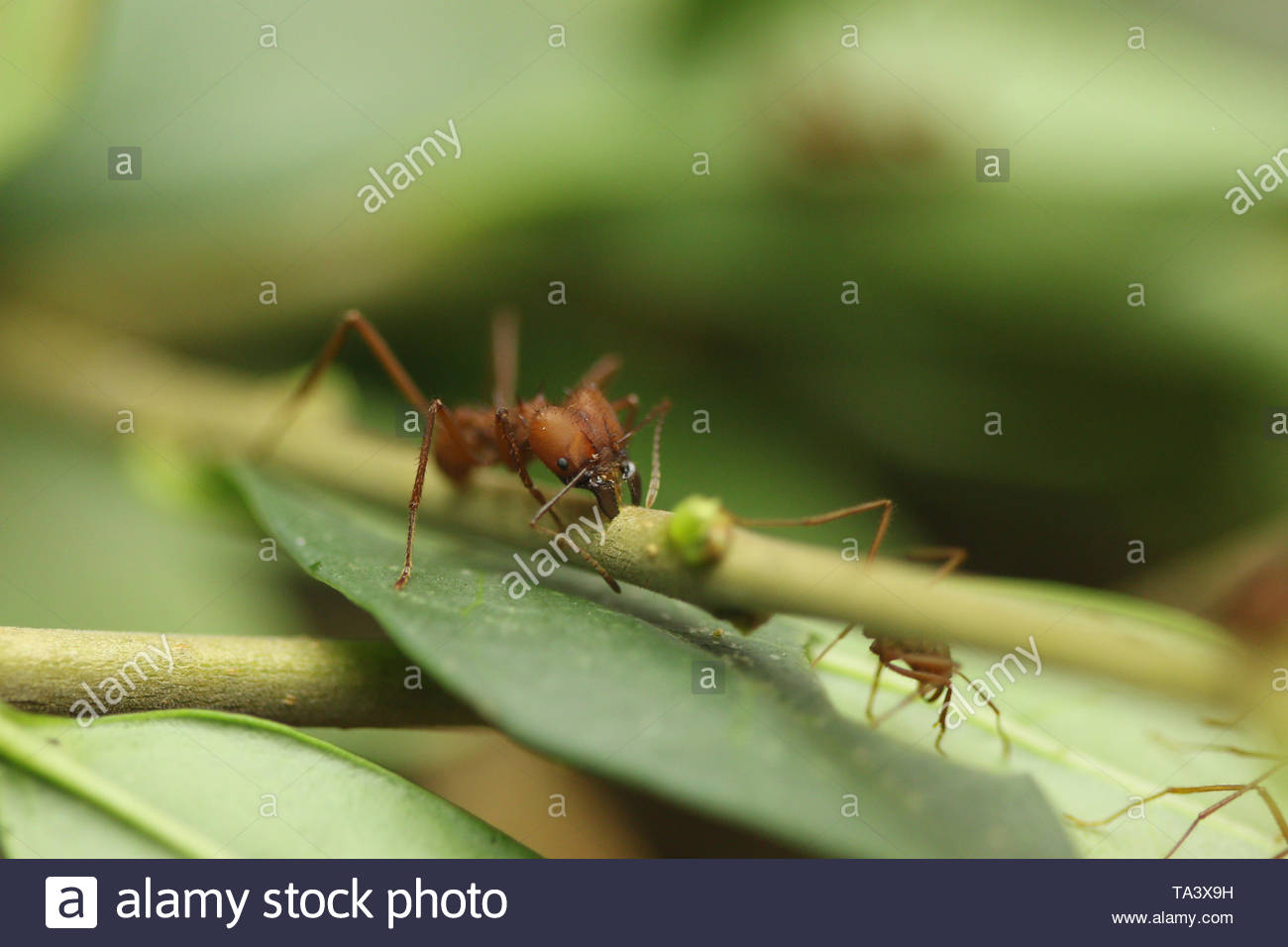 Ant Carry Leaf Stock Photos & Ant Carry Leaf Stock Images - Alamy