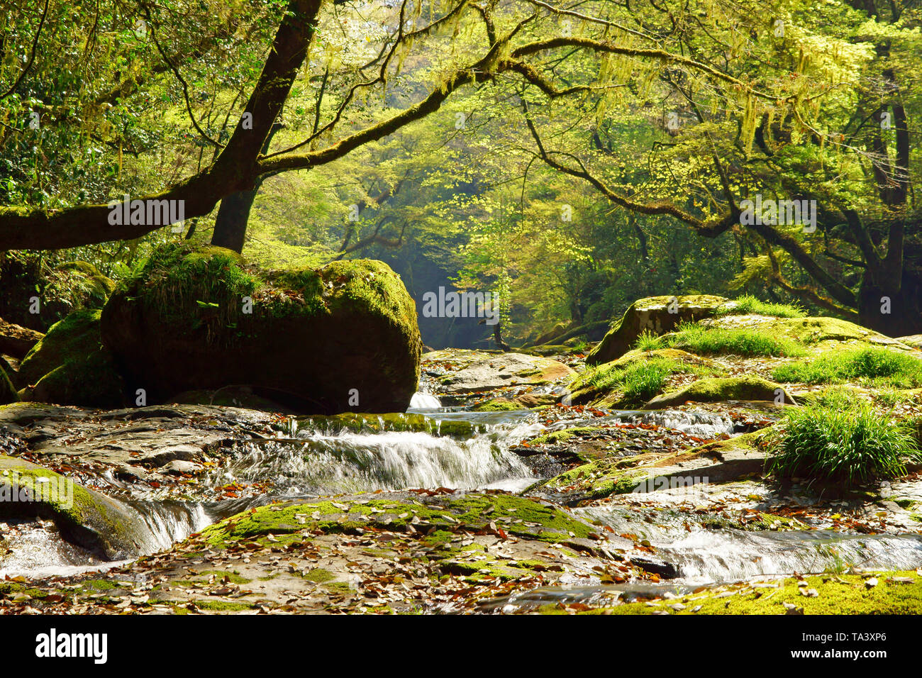 Fresh green Kikuchi Gorge, Kumamoto Prefecture, Japan Stock Photo - Alamy