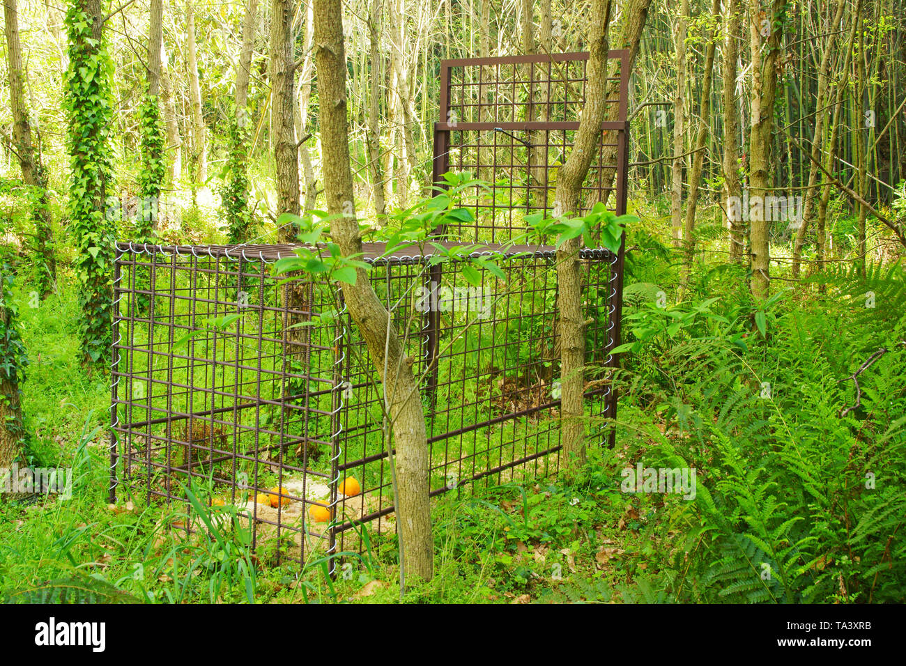 Wild boar trap Stock Photo - Alamy