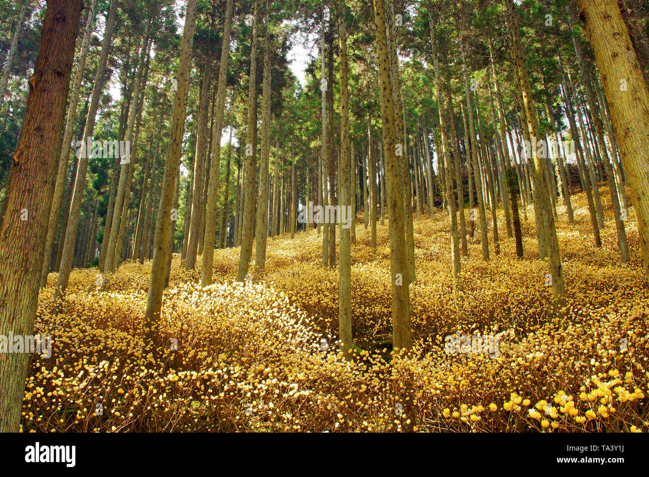 Mitsumata hi-res stock photography and images - Alamy