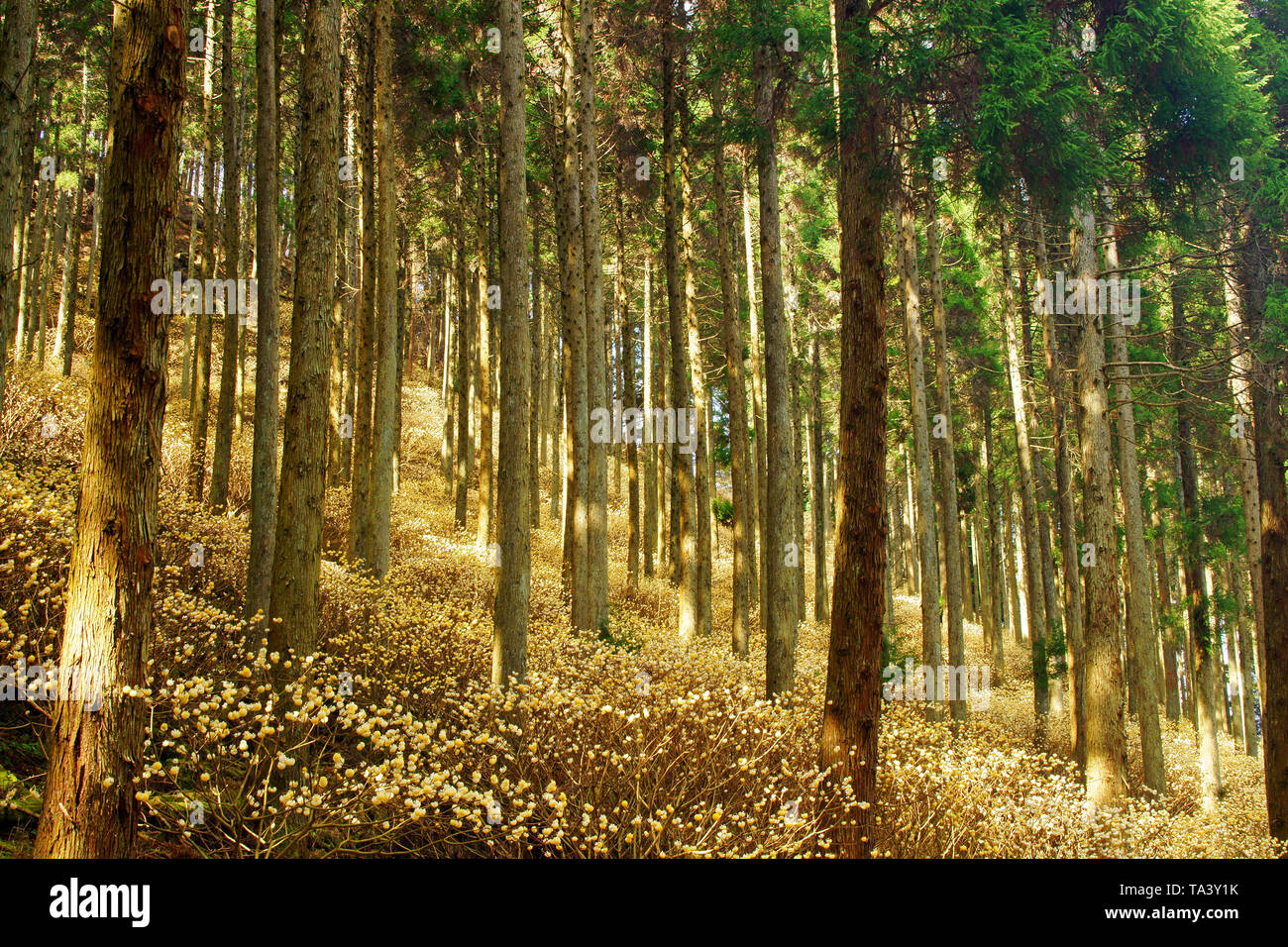 Mitsumata hi-res stock photography and images - Alamy