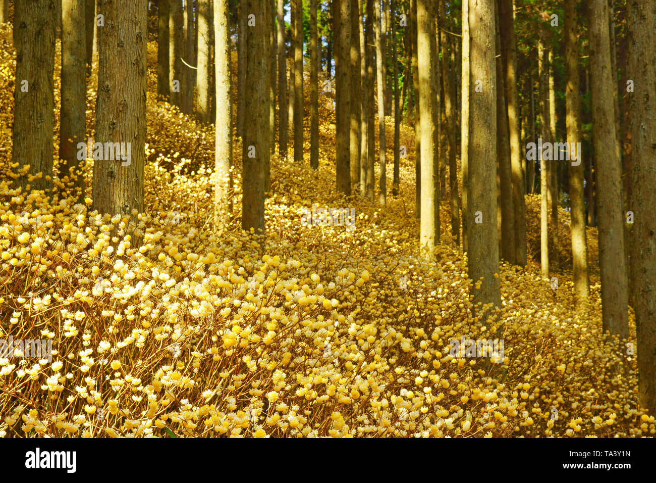 Mitsumata hi-res stock photography and images - Alamy