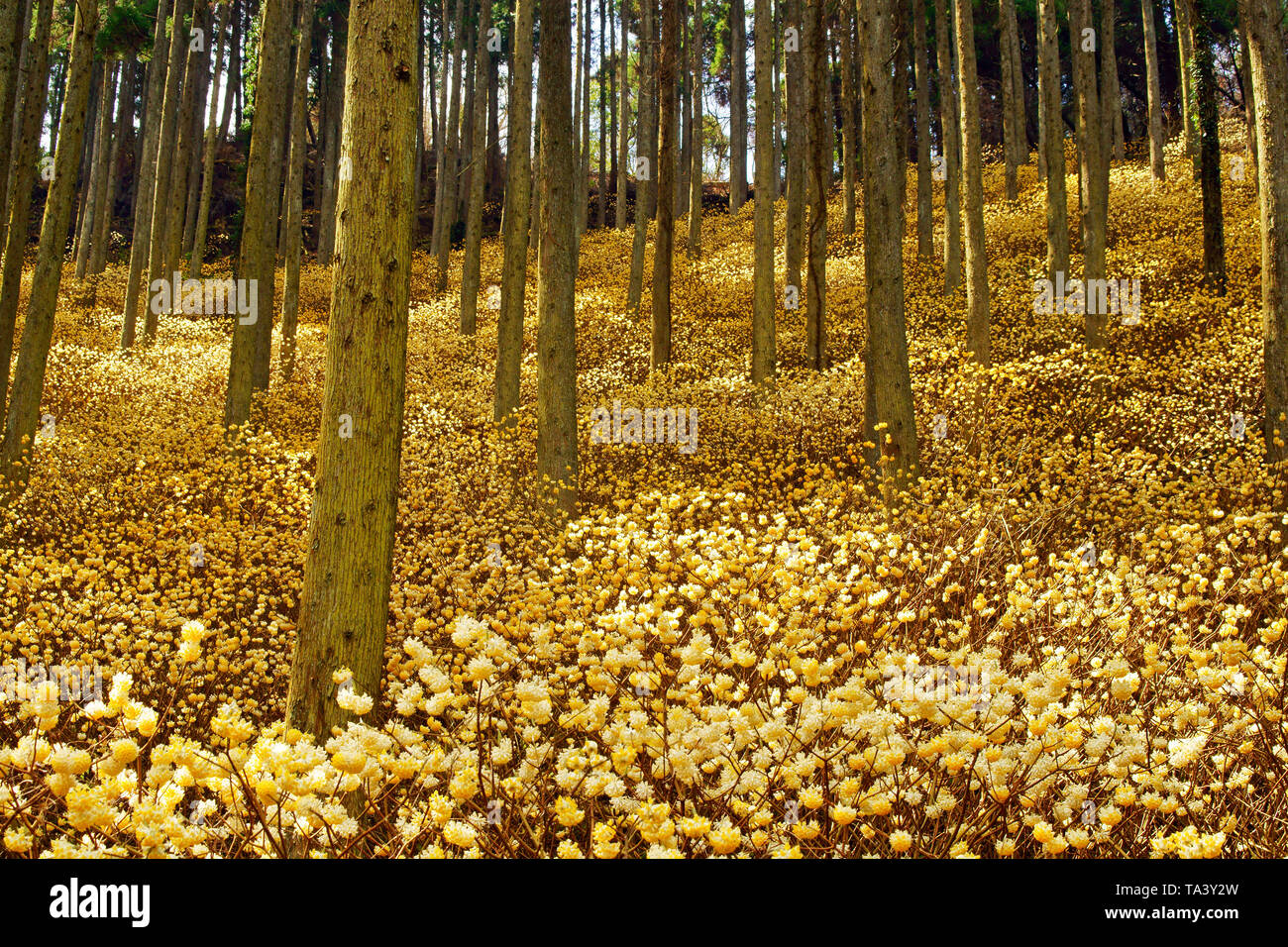 Mitsumata oriental paperbush hi-res stock photography and images - Alamy