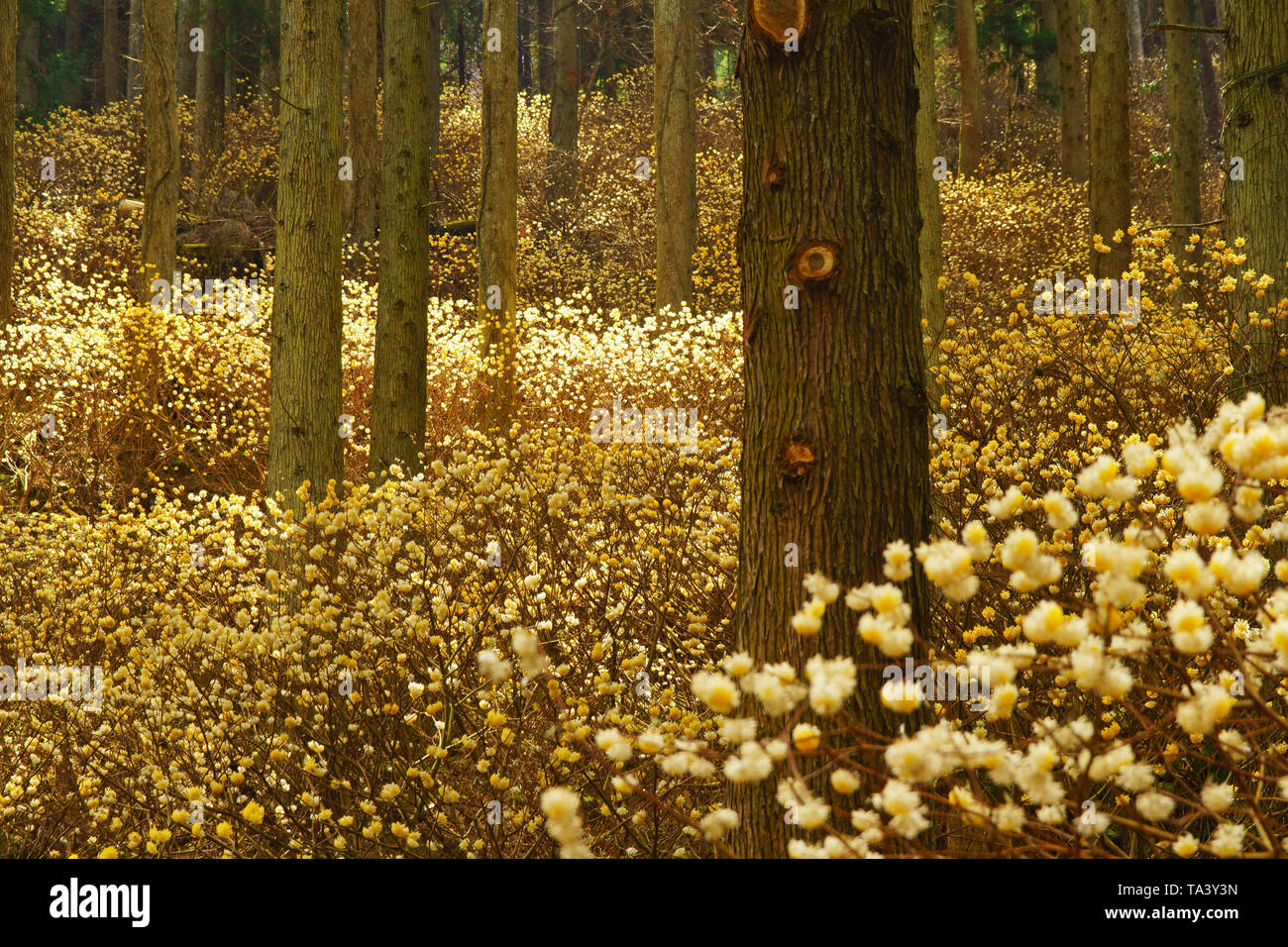 Mitsumata Forest, Oita Prefecture, Japan Stock Photo - Alamy