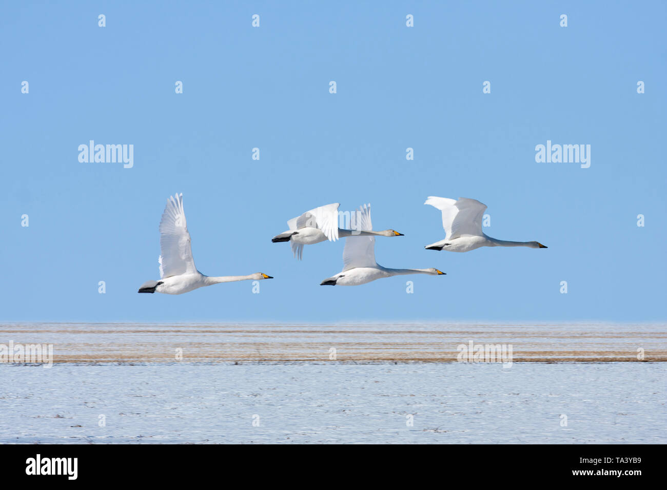 Whooper swan in migration above a snowy plain. Bright sunshine and blue ...