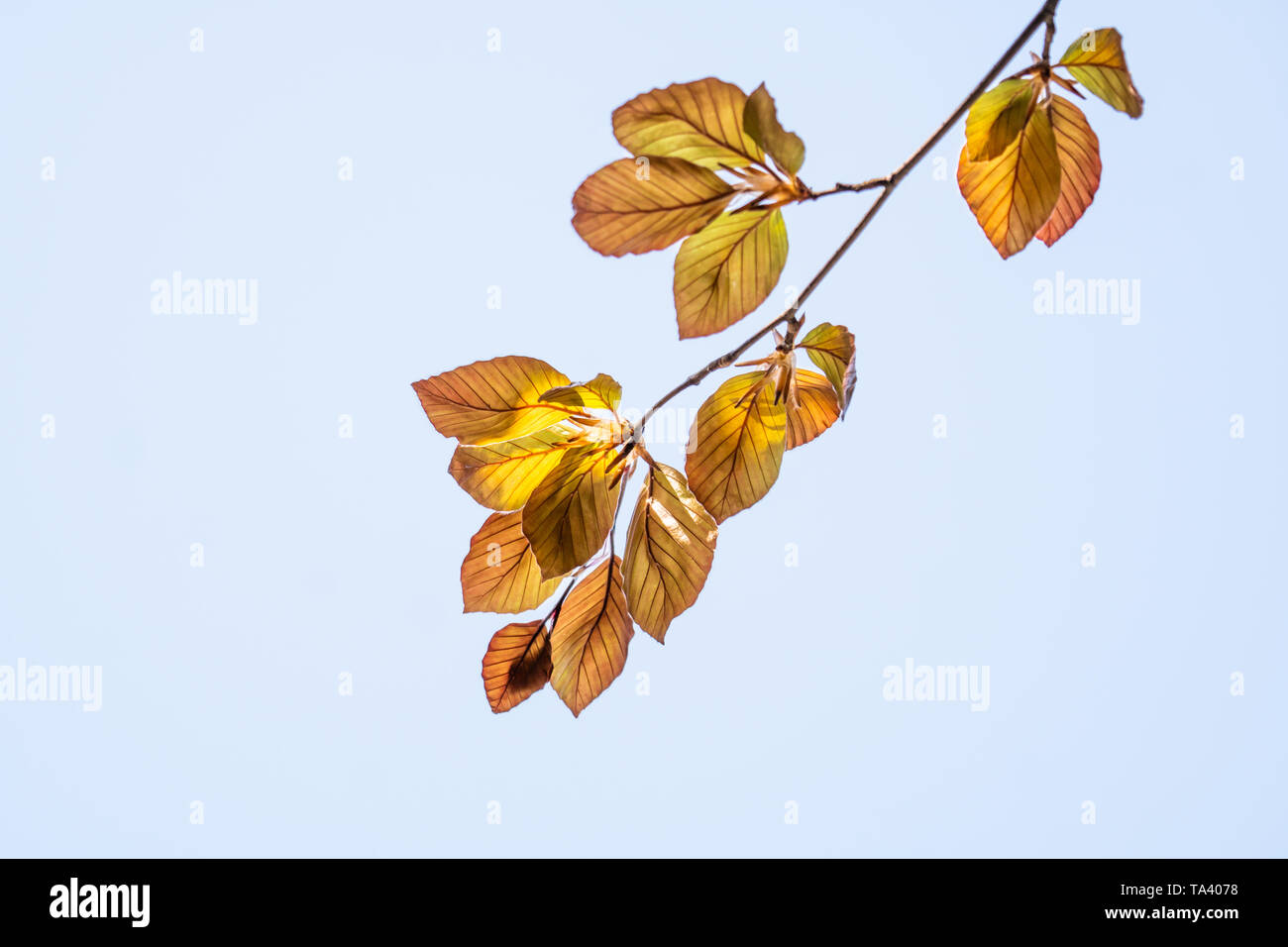 Single twig with colourful young leaves of a red beech in spring ...