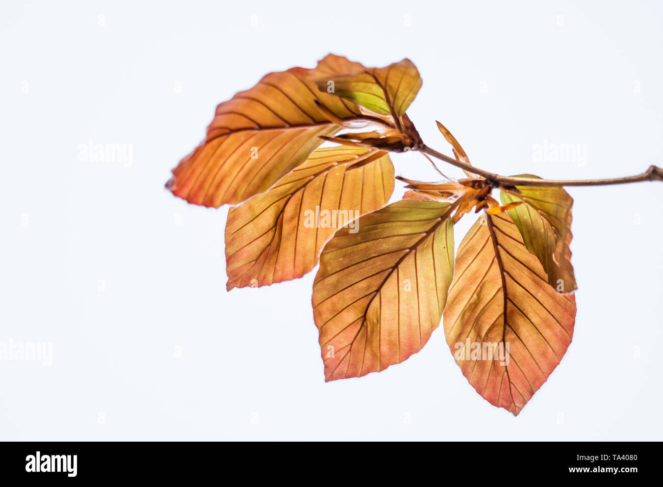 Single twig with colourful young leaves of a red beech in spring ...