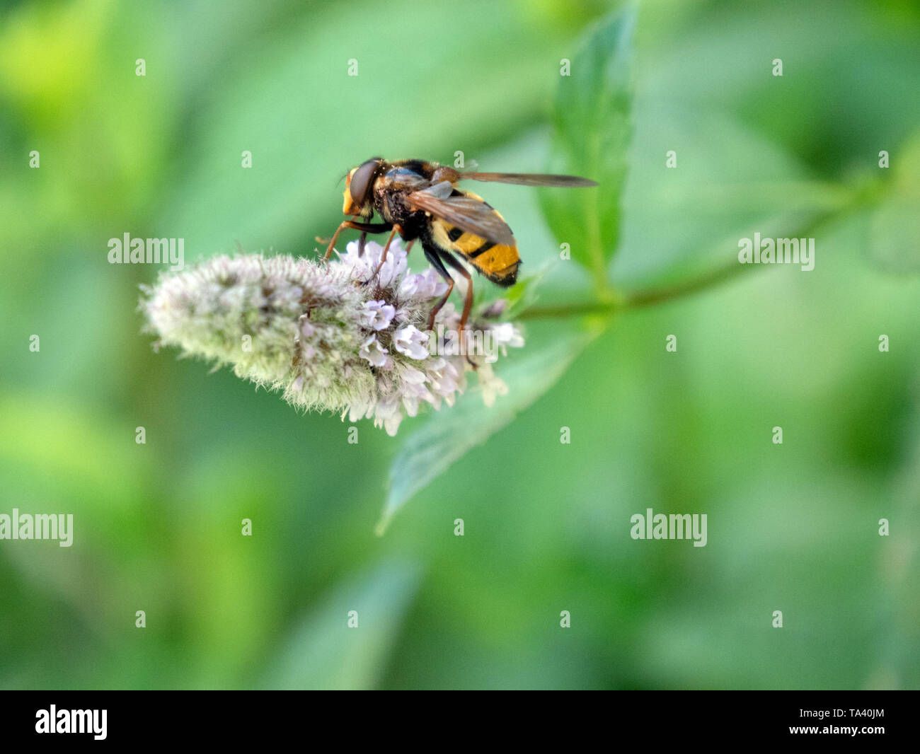 hard working bee Stock Photo - Alamy