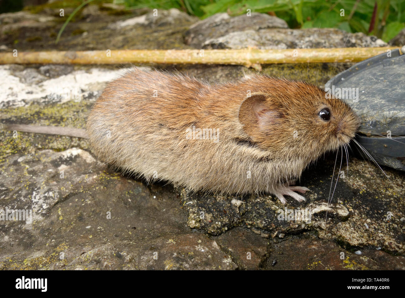 Bank vole Myodes glareolus; or Clethrionomys glareolus Stock Photo - Alamy