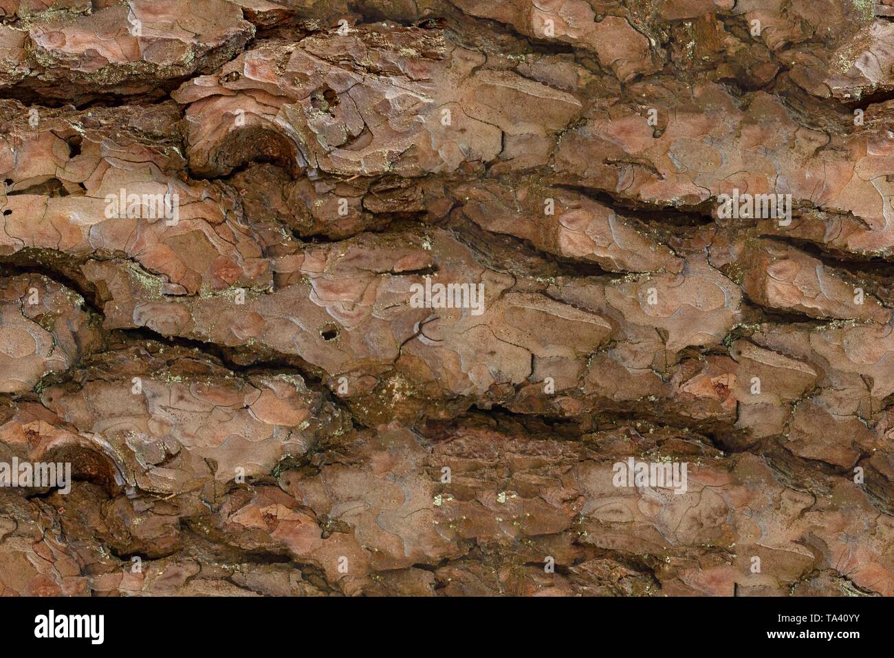 The texture of pine bark, spruce or pine in the forest. Tree bark ...