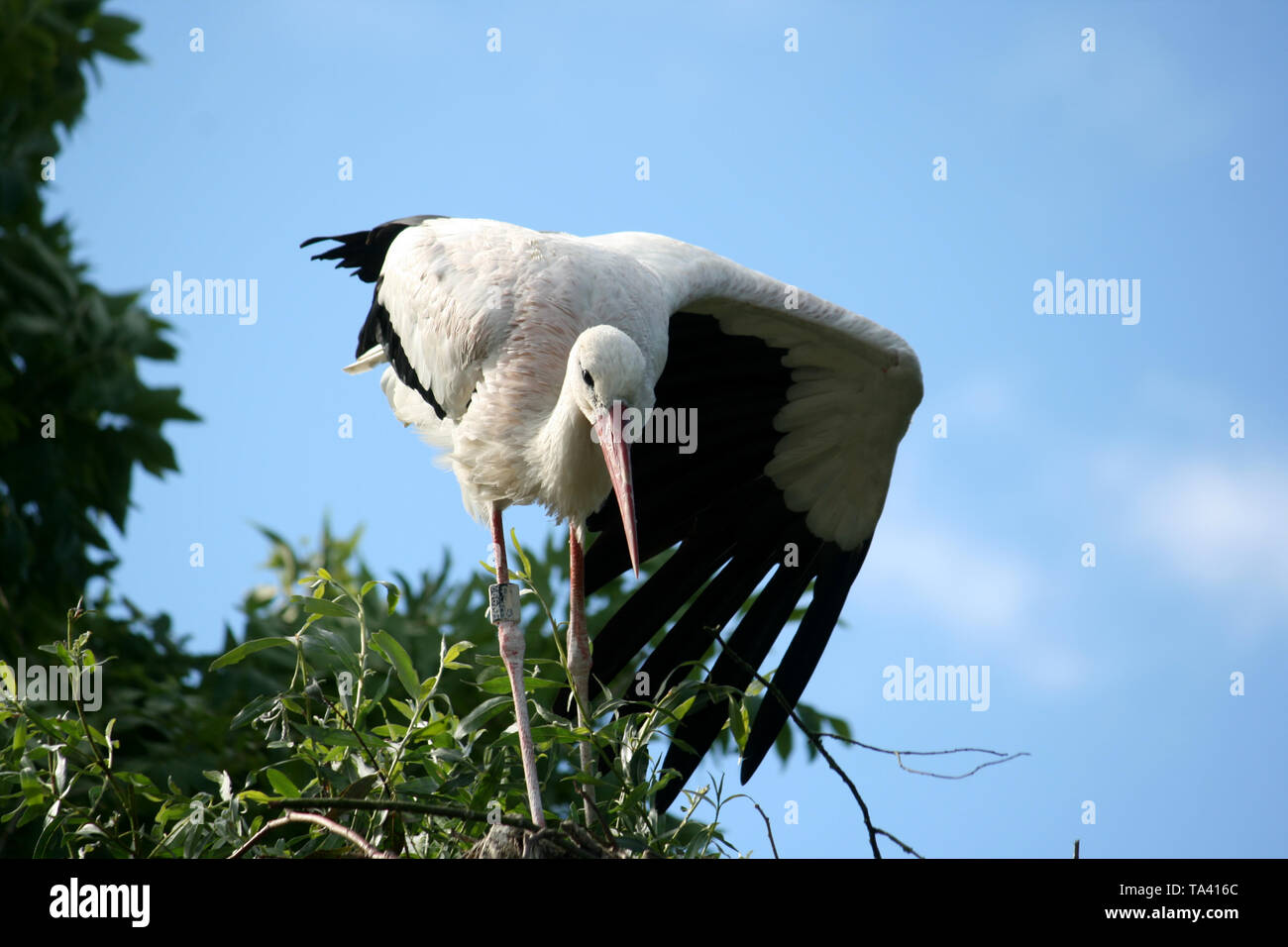 Schnabel storch hi-res stock photography and images - Alamy