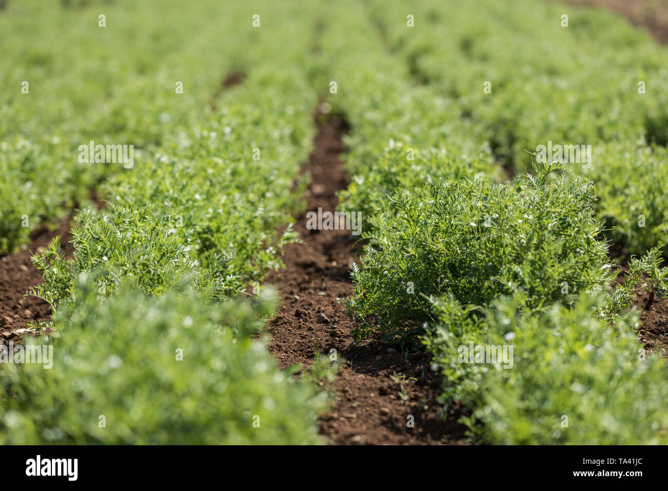 Rows of lentil plants in a field. Agriculture Stock Photo - Alamy