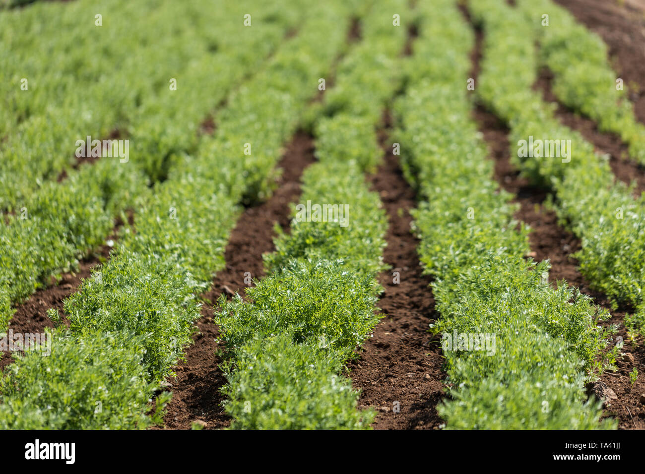 Lentil growing hi-res stock photography and images - Alamy