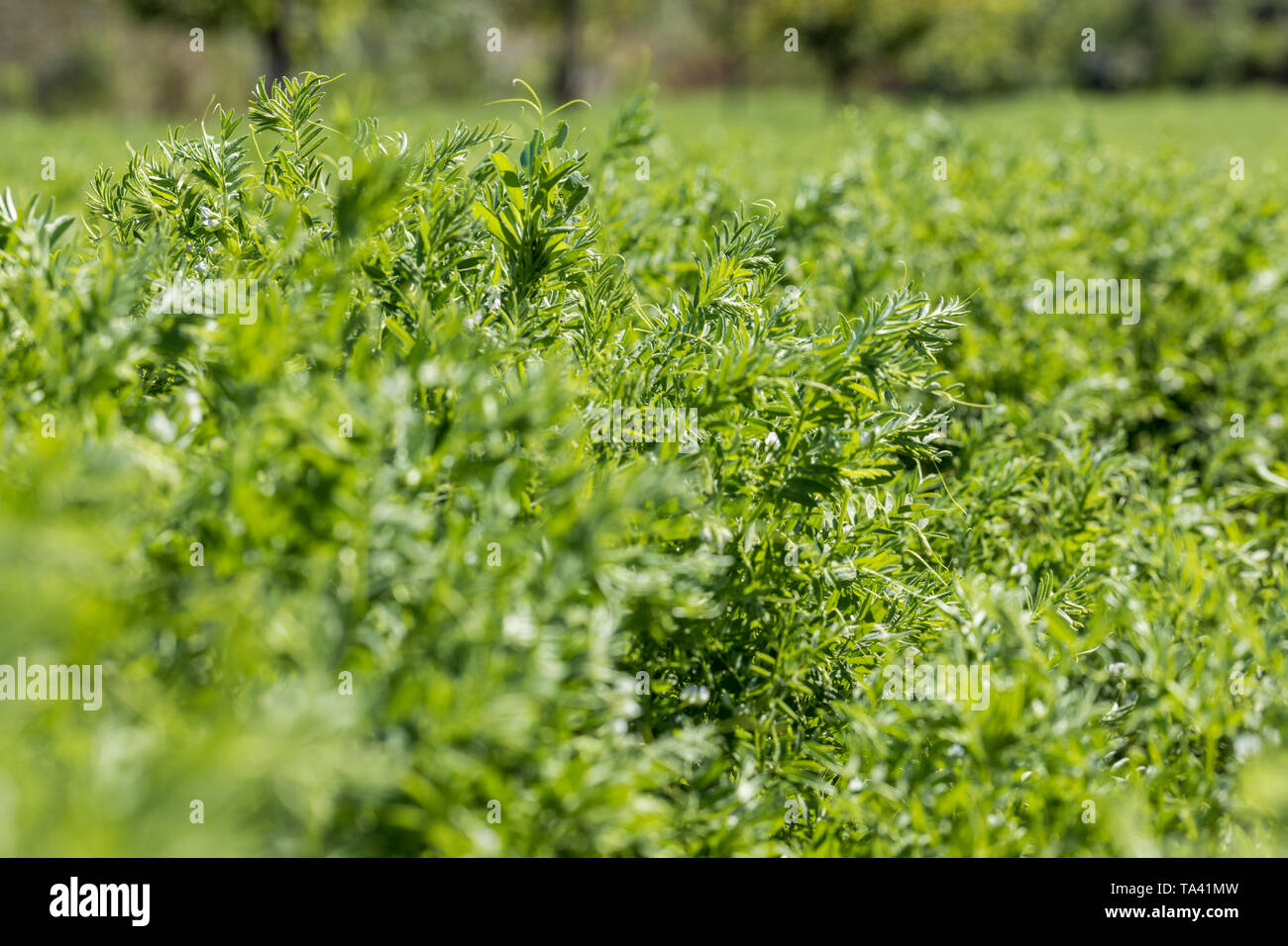Lentil flower hi-res stock photography and images - Alamy