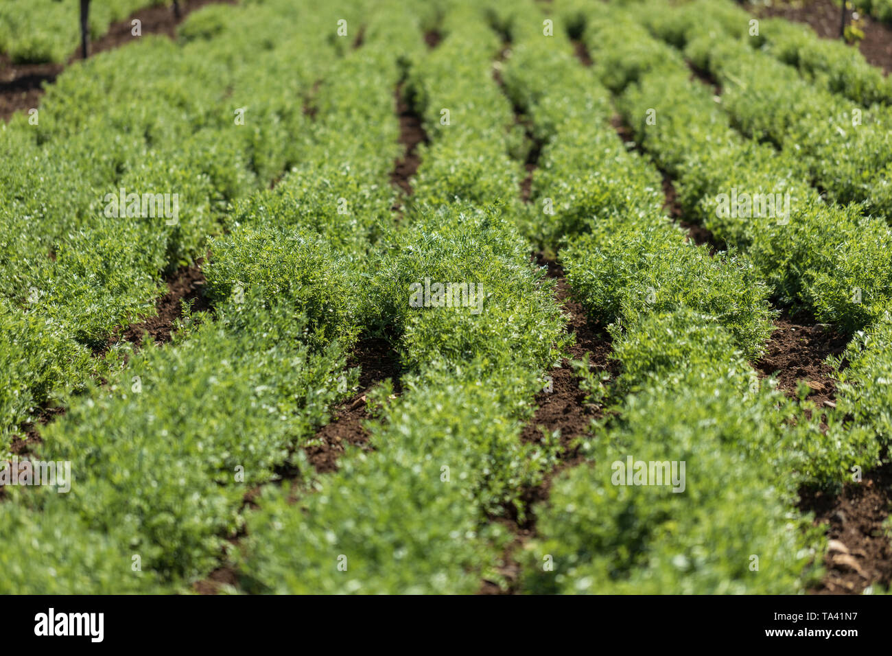 Lentil field. Rows of lentil plants. Agriculture Stock Photo - Alamy