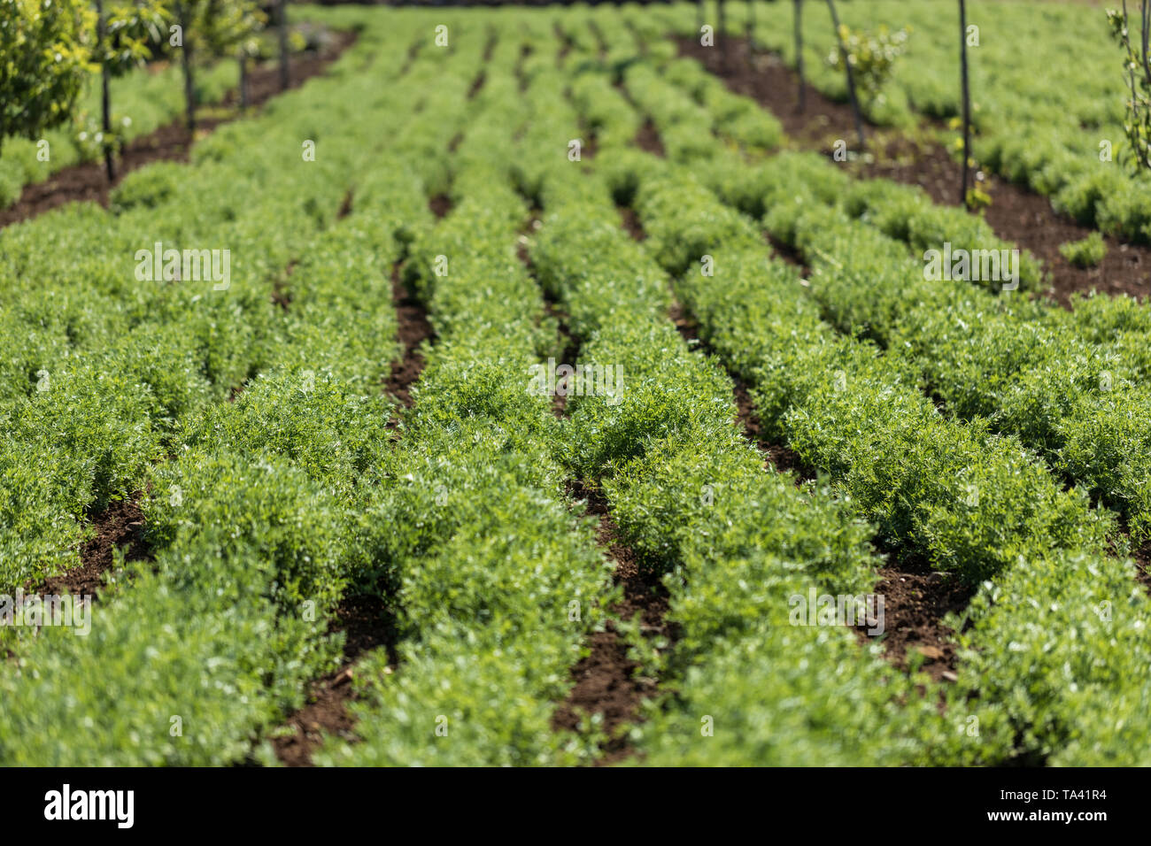 Lentil field. Rows of lentil plants. Agriculture Stock Photo - Alamy