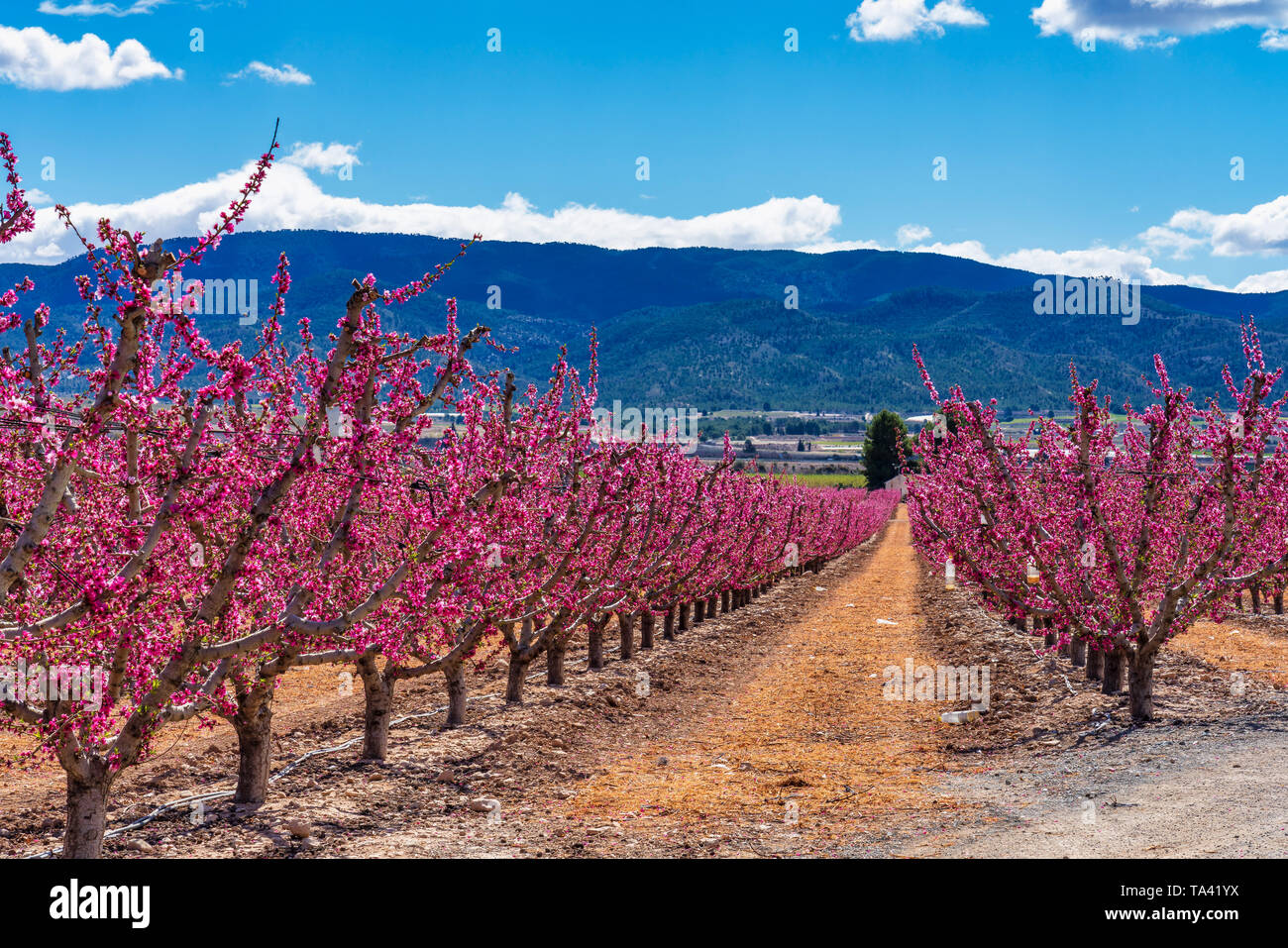 Almond orchards hi-res stock photography and images - Alamy