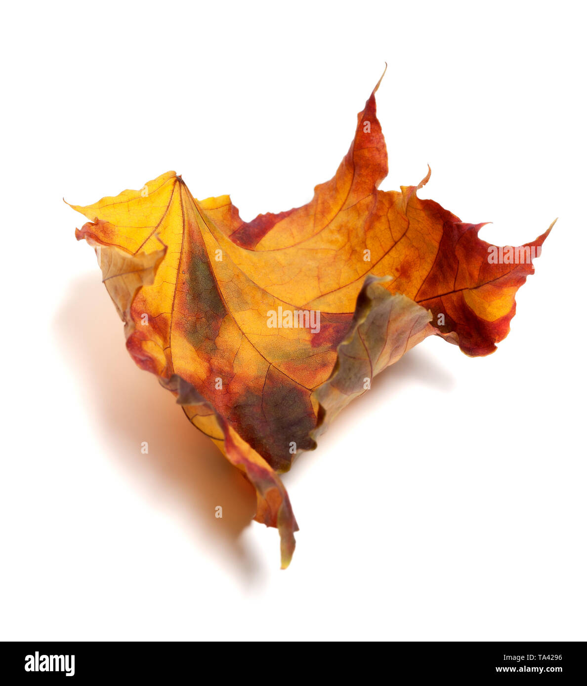 Autumn dry maple-leaf isolated on white background. Close-up view Stock ...