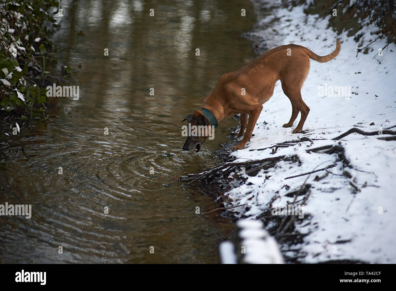Stray dog drinking from a small river in winter Stock Photo - Alamy