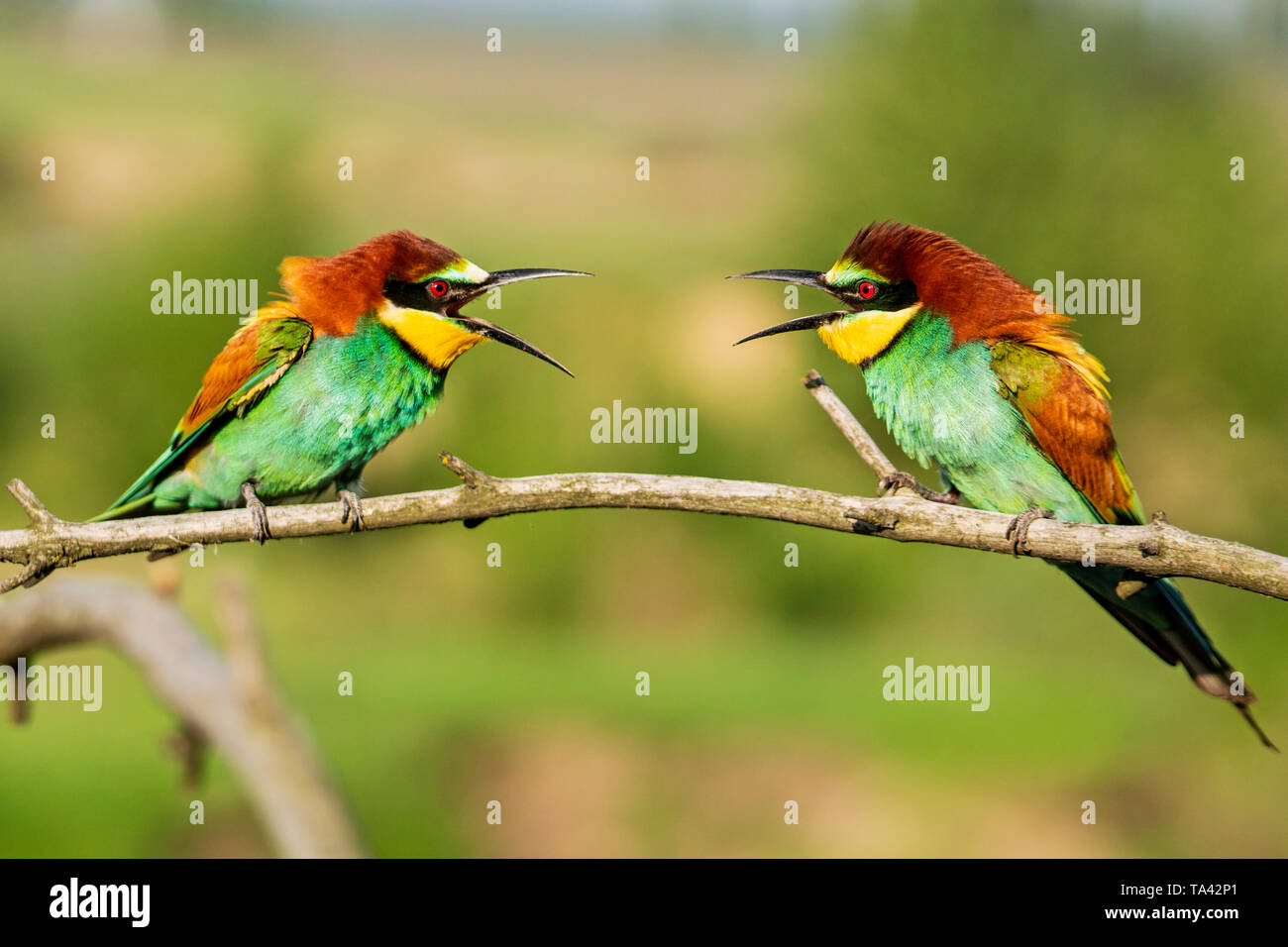 Birds look hi-res stock photography and images - Alamy
