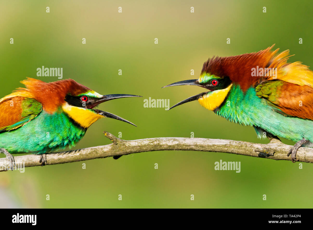 beautiful wild colorful birds scream at each other, unique wildlife ...