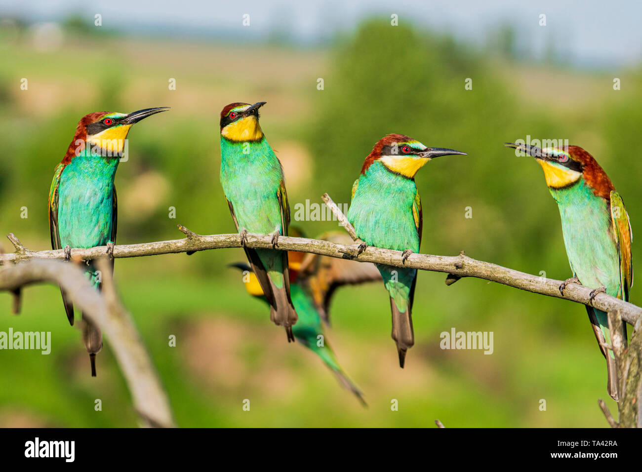 flock of wild colorful birds sitting on a branch, unique wildlife Stock ...