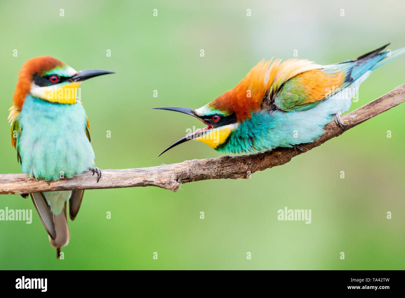 Unique wildlife hi-res stock photography and images - Alamy