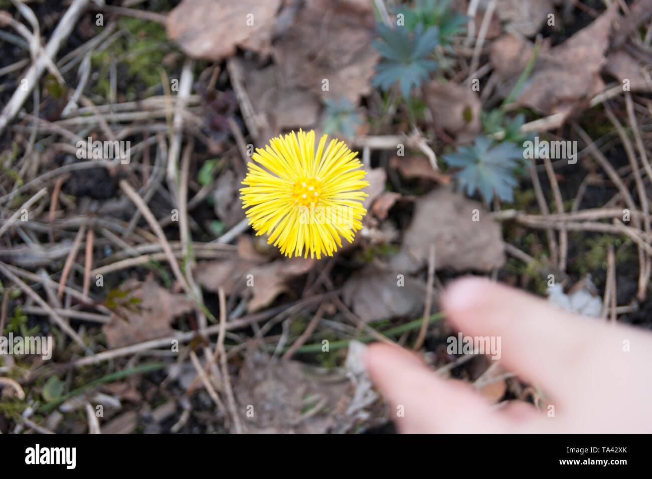 Defocus - Handle baby to the first snowdrop - yellow as the sun, the ...