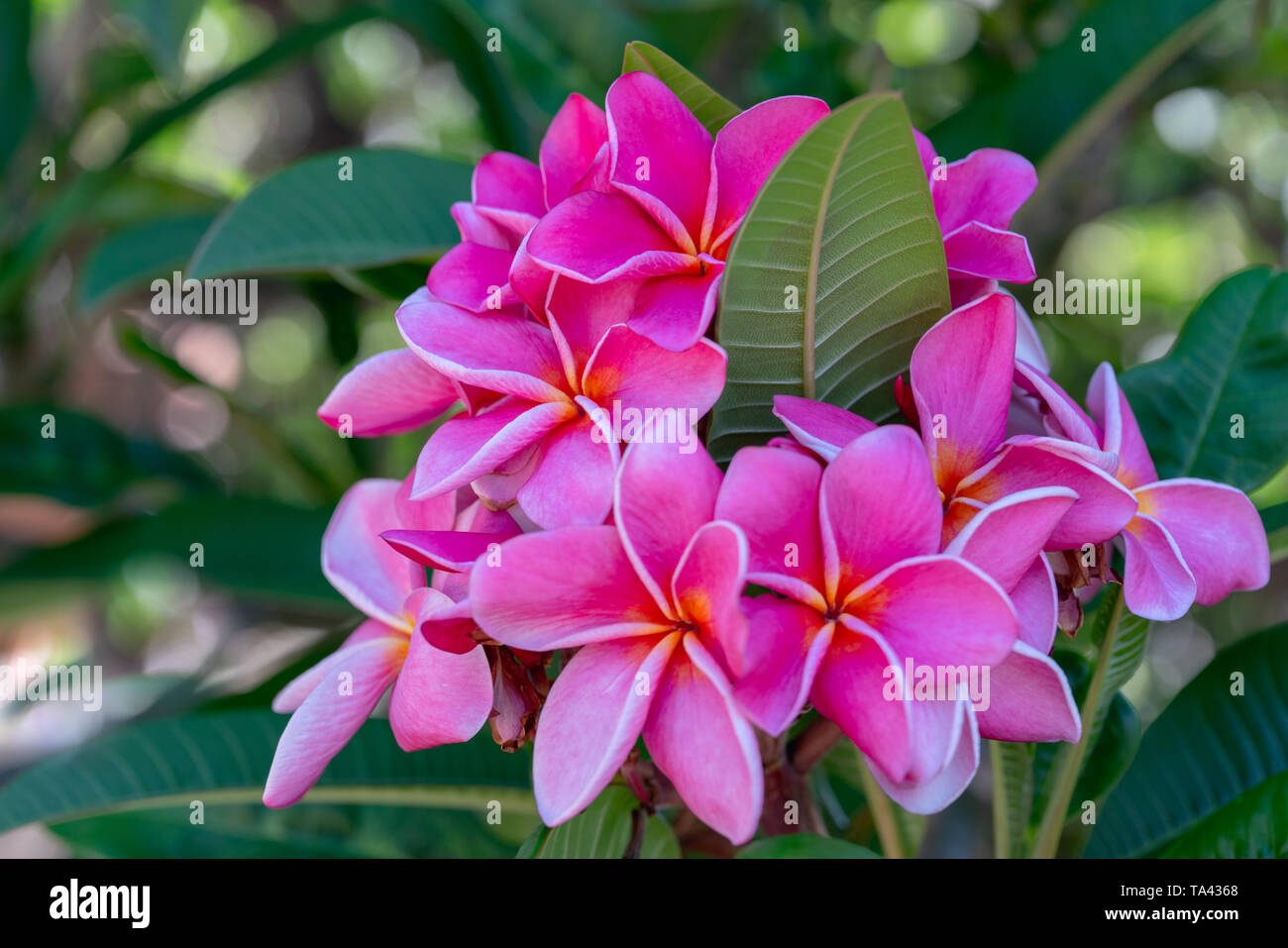 Pink Plumeria Tree