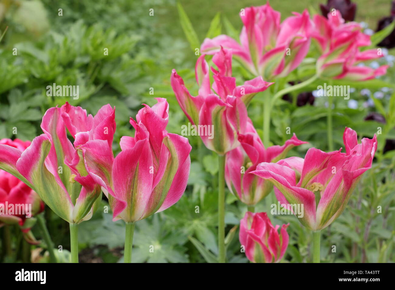 Florosa tulip hi-res stock photography and images - Alamy